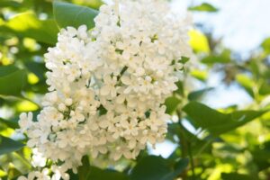Natuurlijke Elegantie: 9 Prachtige Bomen en Struiken met Witte Bloemen